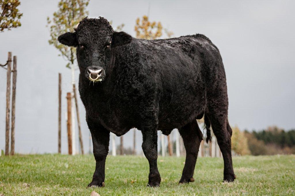 Genetik – German Wagyu Academy - Sepp Krätz